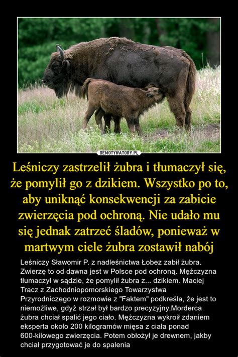 Leśniczy zastrzelił żubra i tłumaczył się że pomylił go z dzikiem