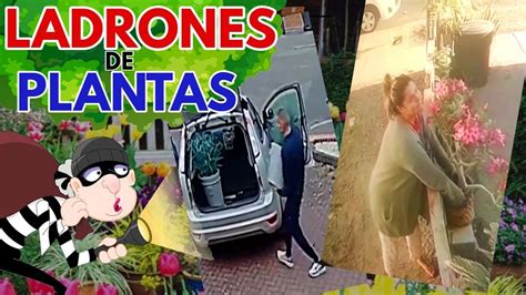 Robaplantas Chuyito Jardinero Youtube