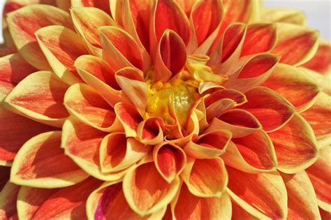 Dahlia Blomma Kronblad Gratis foto på Pixabay Pixabay