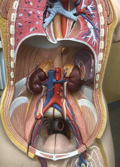 A P Ii Lab Practical Torso Model Diagram Quizlet