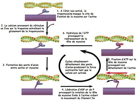 Physiologie des systèmes intégrés les principes et fonctions Le