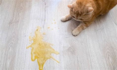 Por qué vomitan los gatos Hogarmania
