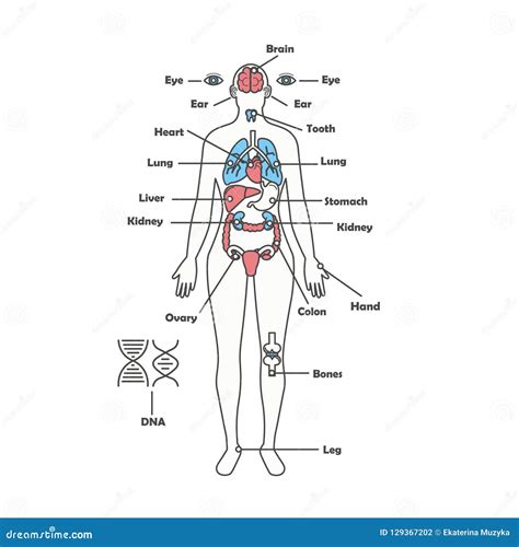 Female Human Body Diagram