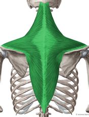 Muscles Connecting Upper Extremity To Vertebral Column Flashcards Quizlet