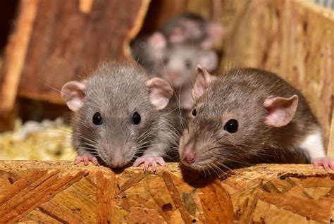 The Ongoing London Rat Problem