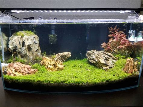 Mr Aqua G Bowfront Prl Or Cpd W Scarlet Badis The Planted Tank Forum