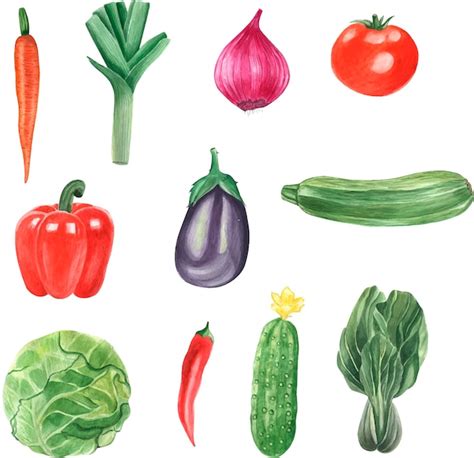 Conjunto de verduras ilustración acuarela Vector Premium