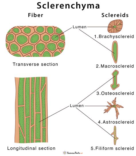 Sclerenchyma Tissue Diagram