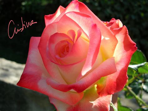 Details Las Rosas Mas Lindas Del Mundo Abzlocal Mx