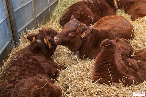 Salon De L Agriculture Animations Ne Pas Manquer