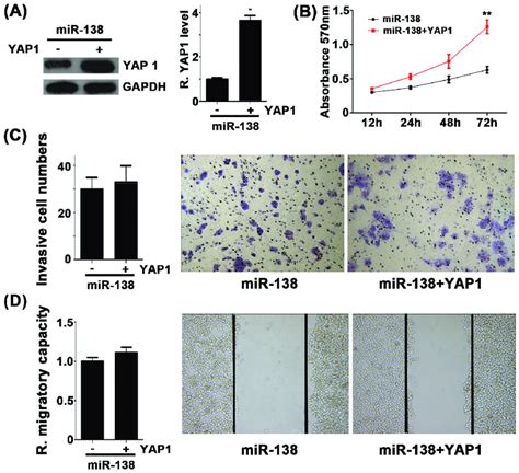 A Western Blot Was Conducted To Examine The Protein Levels Of YAP1 In