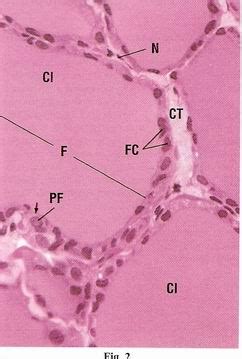 Histología de las glándulas endocrinas página 2