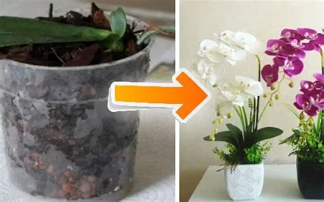 10 sencillos y prácticos consejos para hacer florecer orquídeas en casa