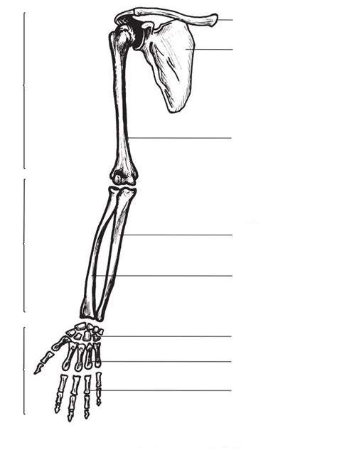 Les Os De L Paule Et Du Membre Sup Rieur Diagram Quizlet
