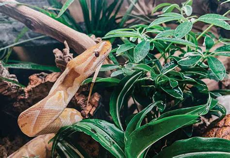 Snake Care Archives Reptiles Magazine
