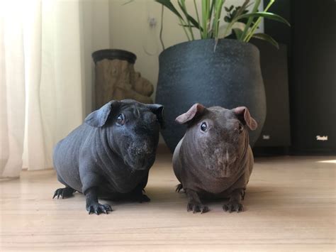 Naked Guinea Pigs Artofit