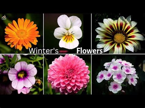 Top Easiest To Grow Winter Flowering Plants Best Winter Flowers To