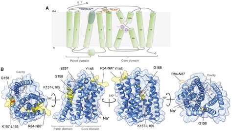 Schematic Representation Of The Hbv Hdv Entry Pathway And Cellular Ntcp