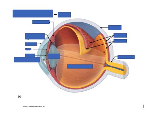 Slide Lab Practical Diagram Quizlet