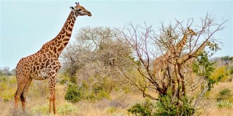 Days Akagera National Park Wildlife Safari Rwanda Wildlife