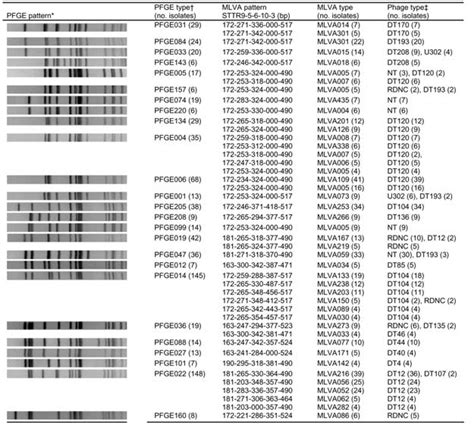 pulsed field gel electrophoresis pfge multiple locus variable number download scientific