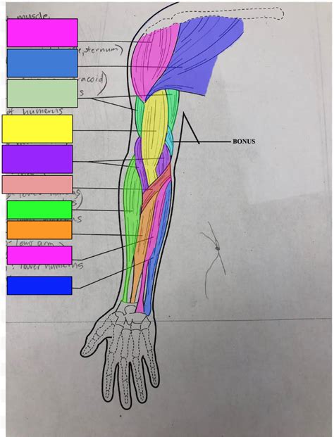 Muscles Of The Forearm Diagram Quizlet