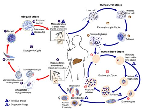 Asian Malaria Mosquito Anopheles