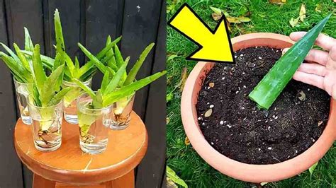 Les Conseils Des Jardiniers Pour Faire Pousser Et D Cupler L Aloe Vera