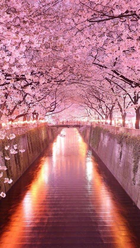 Beautiful Flowers Iphone Wallpapers Top Free Beautiful Flowers Iphone