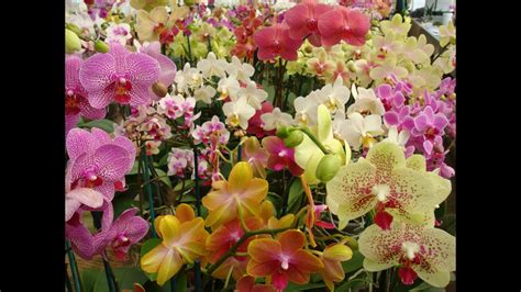 Come Ci Si Appassiona Alle Orchidee Ecco Come Mi Sono Appassionato Io