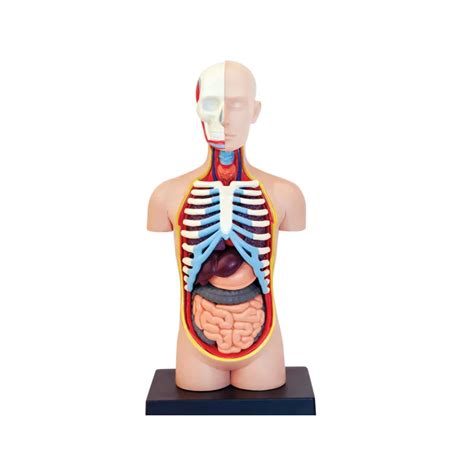 Petit Modèle De Torse Humain 4D Norme D anatomie Humaine