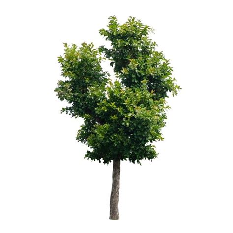 Isolated Tree PNG Picture Isolated Trees On White Background Tree