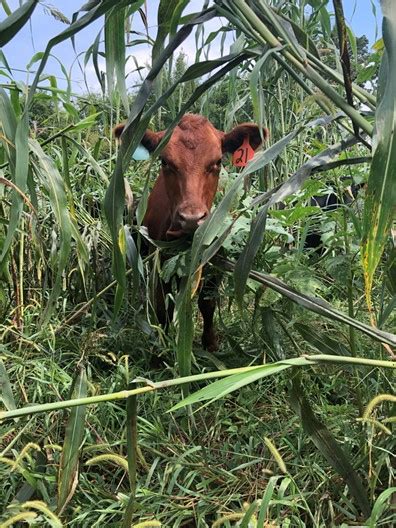 Grazing Stocker Cattle On Warm Season Annual Forages Panhandle