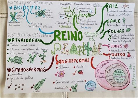 Mapa Mental Sobre ORGANOLOGIA VEGETAL Study Maps