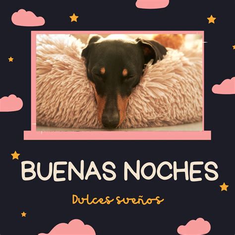 Buenas Noches Perros Fotos De Perros Para Whatsapp GRATIS