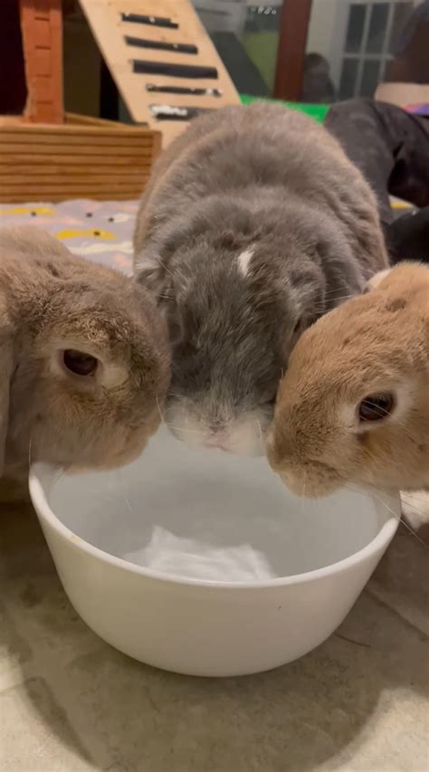 ウサギがみんなで水飲みタイムひとつのボウルを囲んで4羽のウサギたちが仲良くお水を飲んでいます海外動画