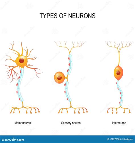 Neurona Sensorial Neurona De Motor E Interneuron Ilustraci N Del