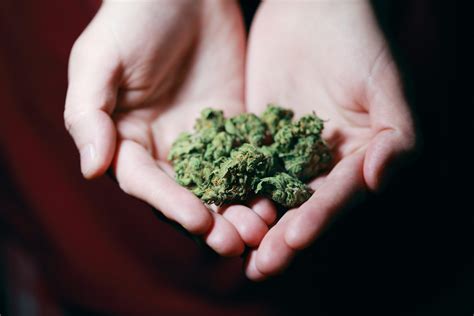 STF fixa 40 gramas de maconha para diferenciar usuário de traficante
