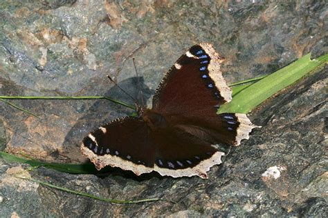 Mourning Cloak Nature Collective