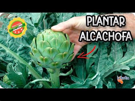 Mejor momento para plantar alcachofas en el huerto o jardín La