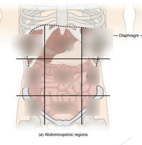 Abdominopelvic Regions Diagram Quizlet