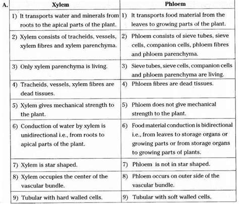 What Is The Difference Between Xylem And Phloem Brainly In