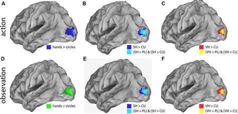 Frontiers Brain Activation During Visually Guided Finger Movements