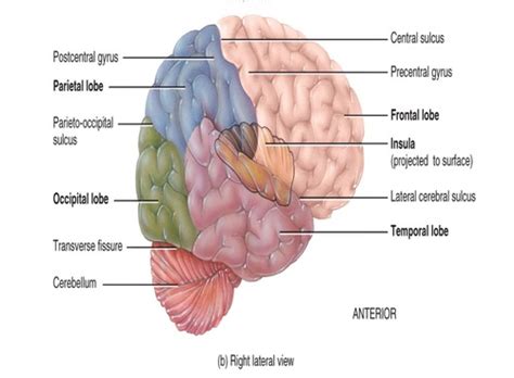 Anatomy Lecture The Central Nervous System Flashcards Quizlet