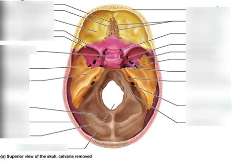 Superior View Of Skull Diagram Quizlet