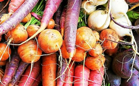 Légumes racines à semer dès la fin de lhiver Le Télégramme
