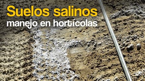 Manejo de la salinidad en cultivos hortícolas YouTube