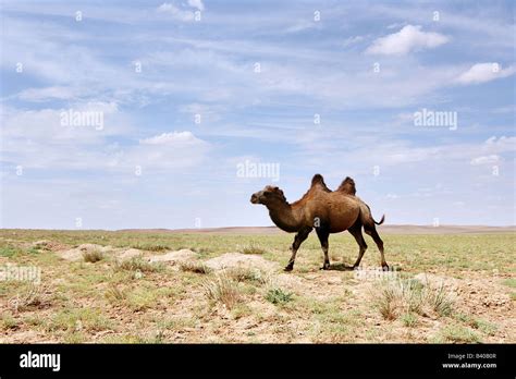 A Bactrian Camel In The Gobi Desert Of Mongolia Stock Photo Alamy