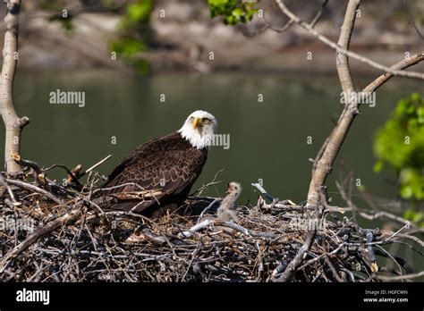 Bald Eagle Haliaeetus Leucocephalus Nesting Yukon Canada Stock