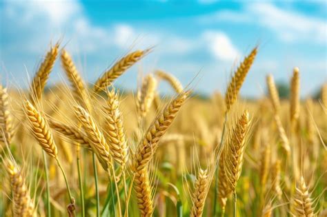 Premium Photo A Sprawling Landscape Showcasing A Bountiful Field Of